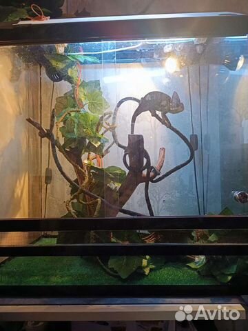 Хамелеон йеменский с террариумом