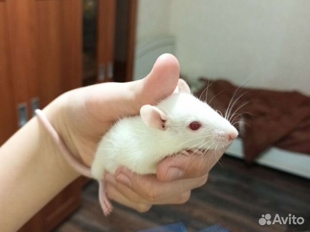 Крыса декоративная