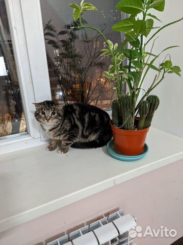 Мраморный молодой котик ищет дом