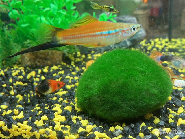 Меченосец самец