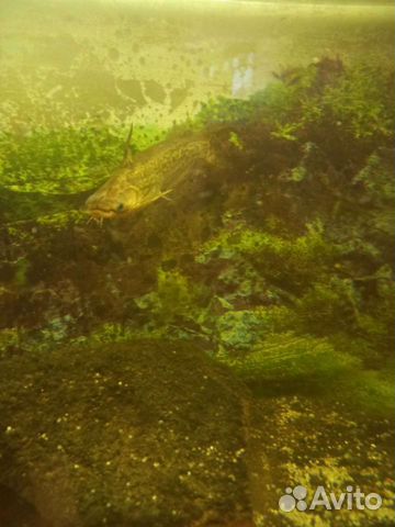 Рыбка Сомик