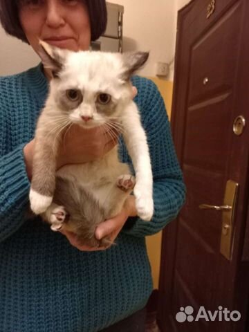 Кошка