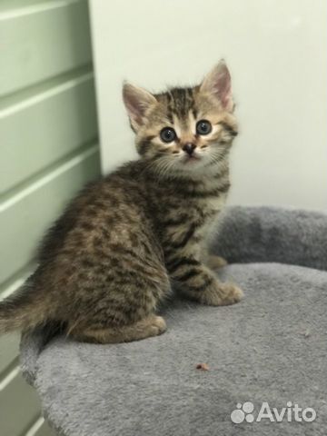 Кошка Кнопочка