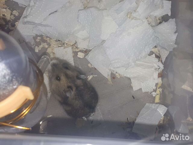 Джунгарский хомяк