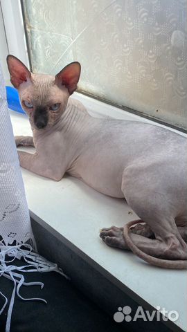 Канадский сфинкс