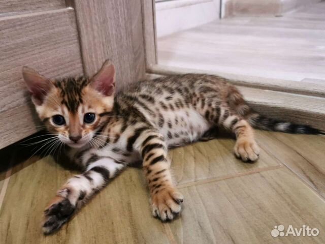Бенгальские котята