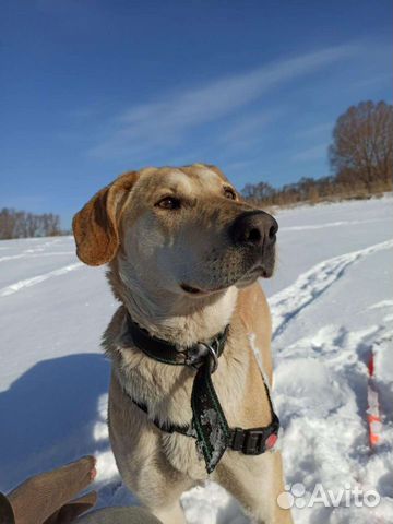 Собака в добрын руки