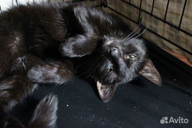 Очаровательный черный котенок