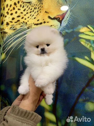 Кукольные мишки девочки