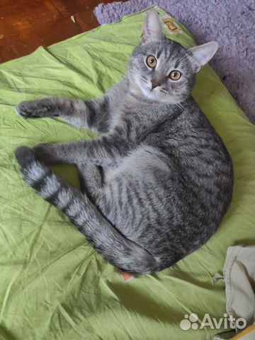 Кошки в добрые руки бесплатно