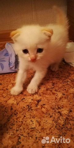 Британские котята