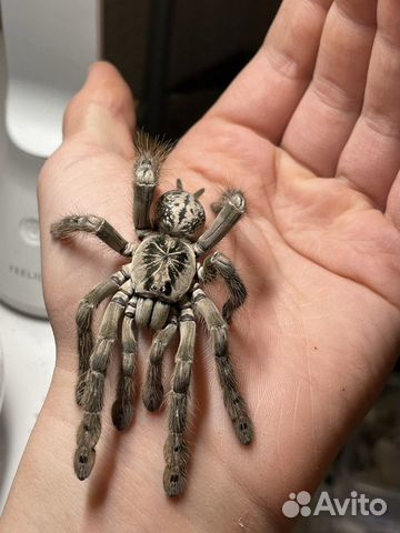 Heteroscodra maculata