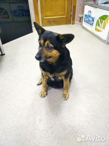 Собака мелкая метис в добрые руки дар бесплатно