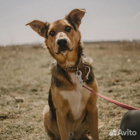 Нахимовец (Граф)