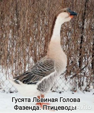 Гусята Львиная Голова
