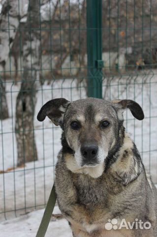 Тяжело приходится в приюте