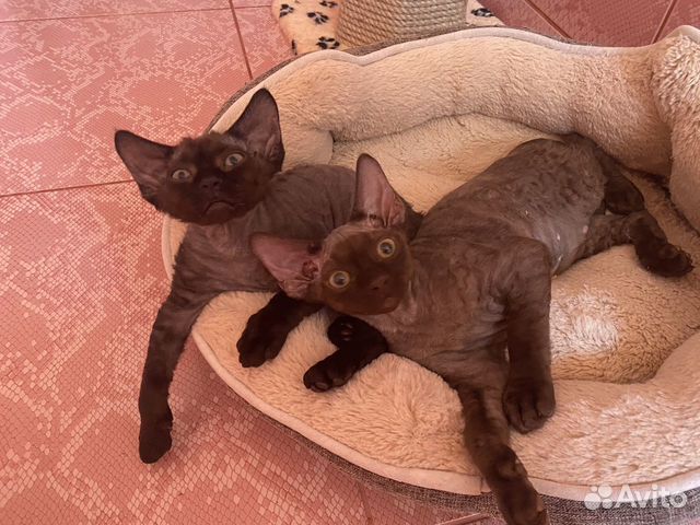 Девон-рекс шоколадный Заяц