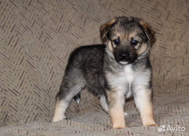 Щенок Джина