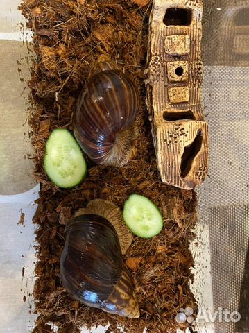 Улитка ахатина террариум