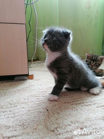 Британские вислоухие котята