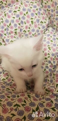 Котёнок белый