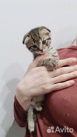 Вислоухий котенок