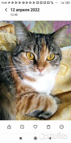 Плюшевая,обаятельная киса Мура