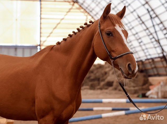 Кобыла в спорт