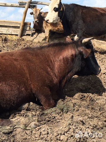 Бычки и быки телки