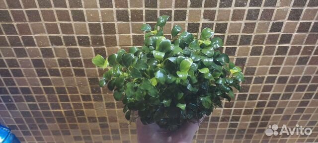 Аквариумные растения