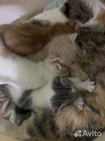 Котята