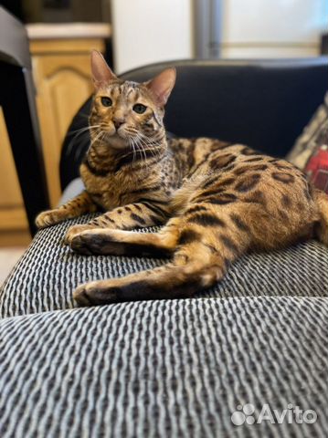 Бенгальская кошка бесплатно