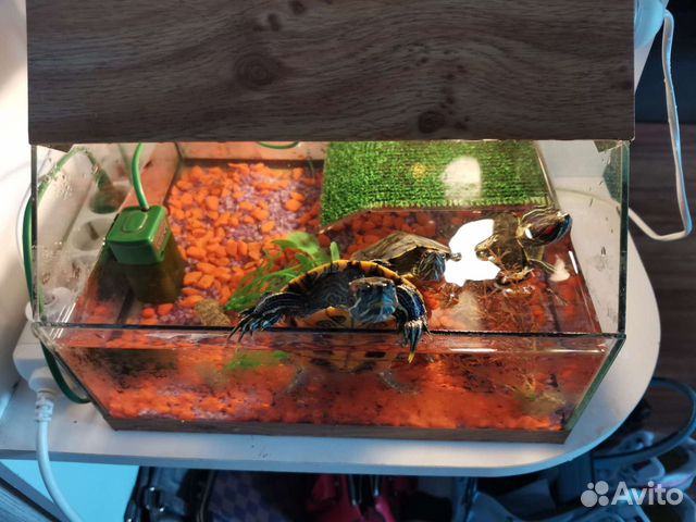 Черепахи с террариумом