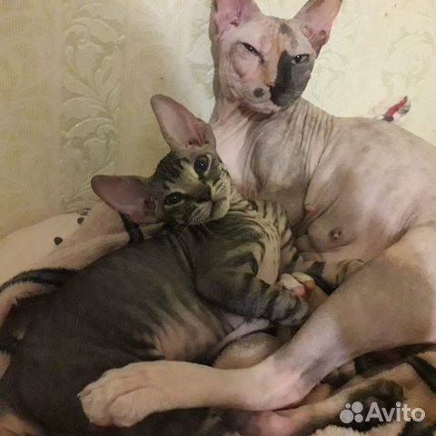 Котенок Донского сфинкса