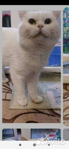 Кошка