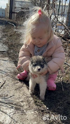 Собака