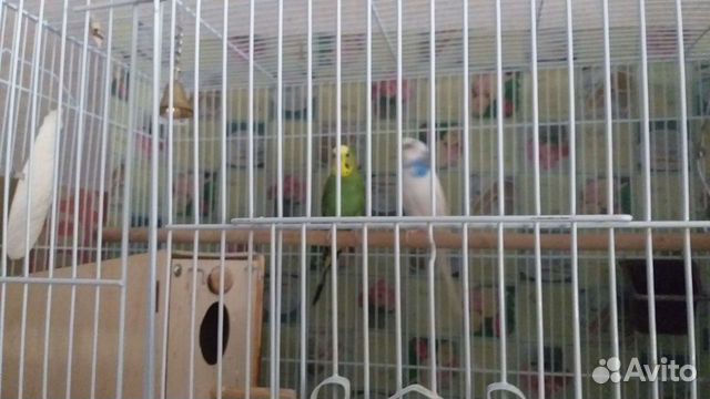 Волнистые попугаи с клеткой