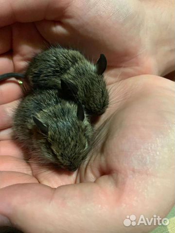 Чилийская белка дегу