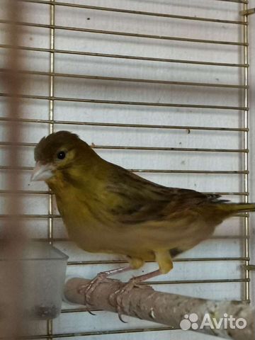Пара канареек