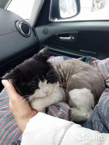 Кошка