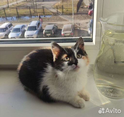 Трёхцветный котенок - символ удачи