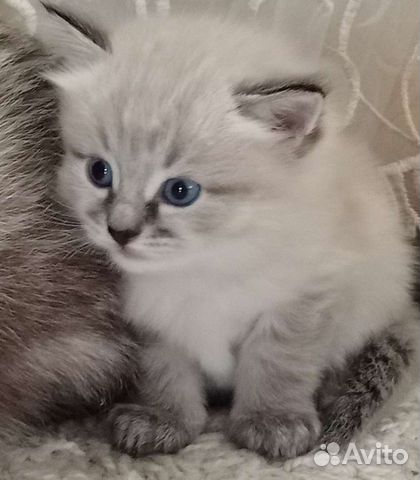 Тайские котята