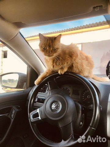 Рыжуле очень нужен дом