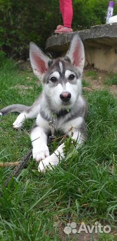 Хаски в добрые руки