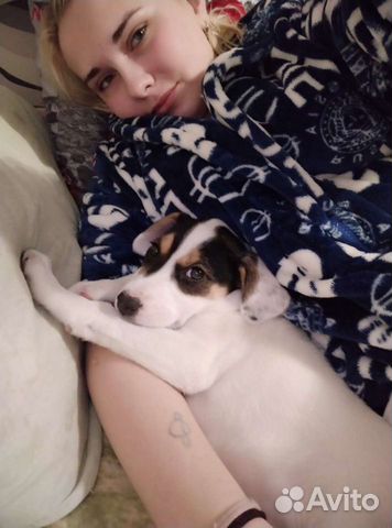 Щенок помись эстонской гончей отдаю