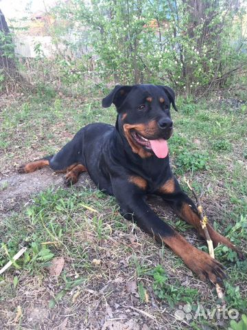 Щенки ротвейлера