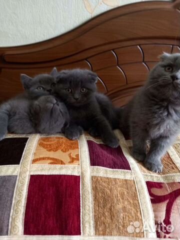 Милые котята