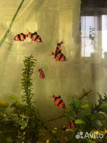 Аквариумные рыбки