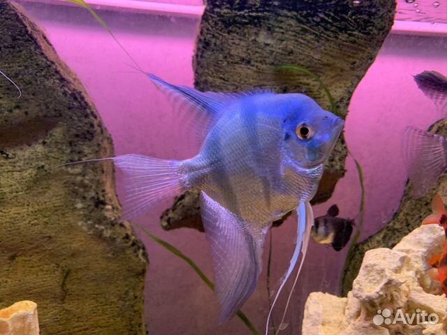 Скалярии, гурами