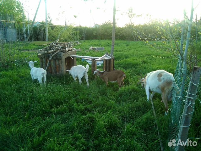 Коза дойная